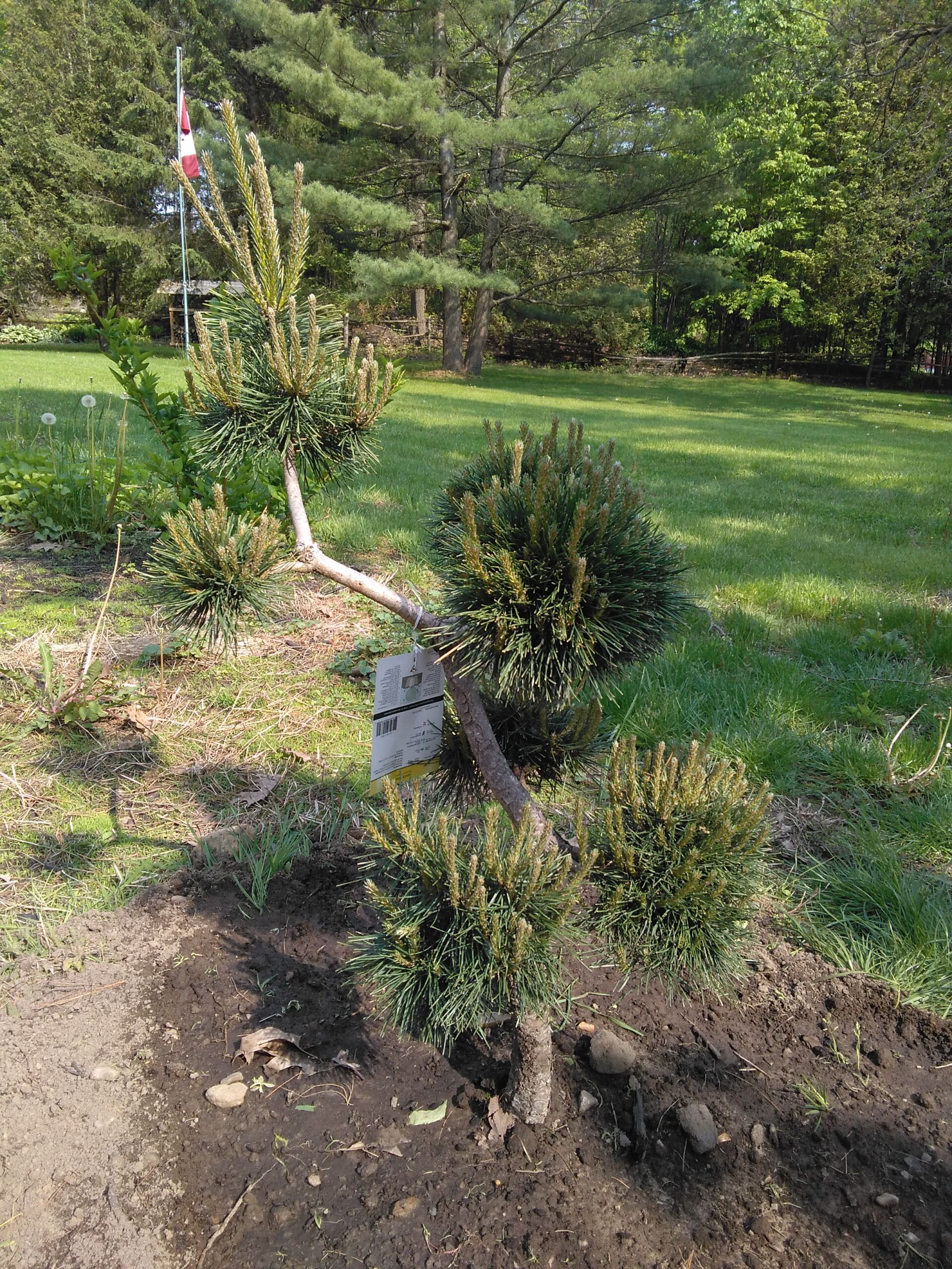 Scot's Pine - Topiary aka Dr. Seuss - Black Thumb, Green Thumb